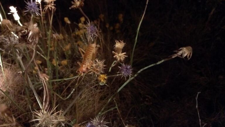 Canberra Raspy Cricket – Cooraboorama canberrae