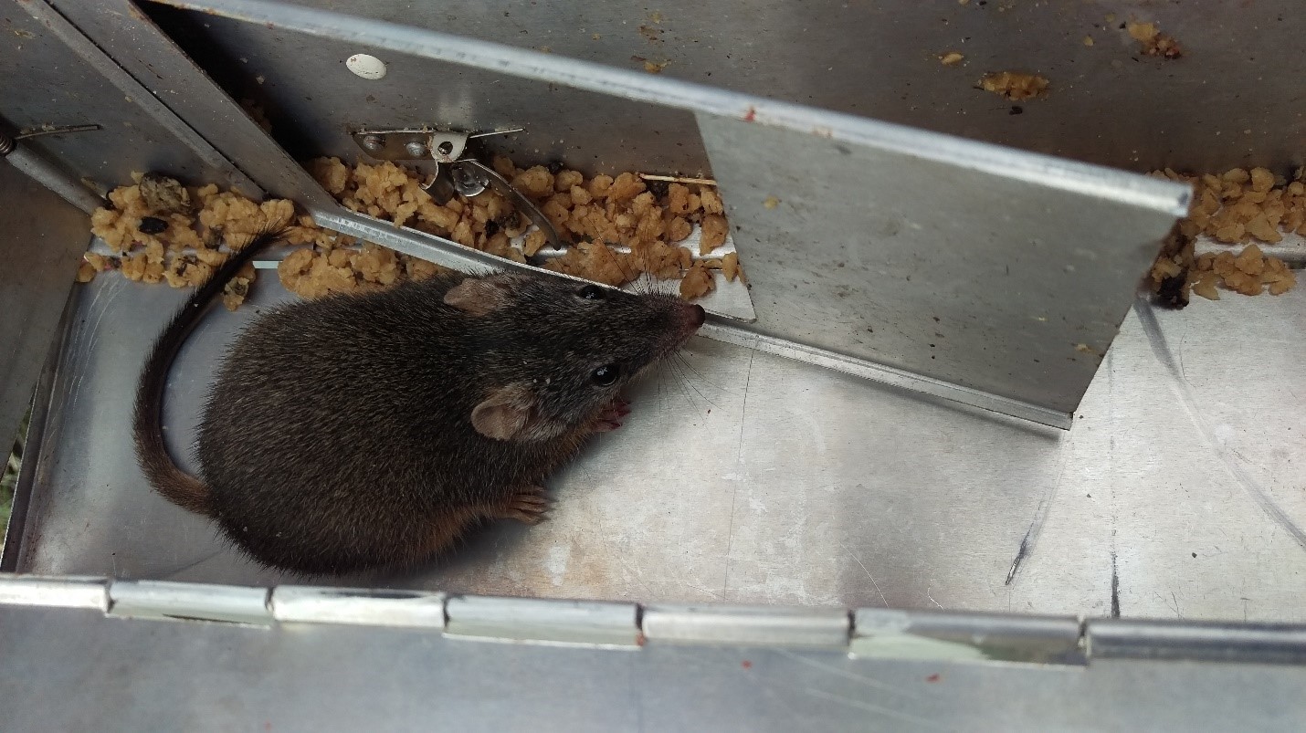 Yellow-footed Antechinus Study